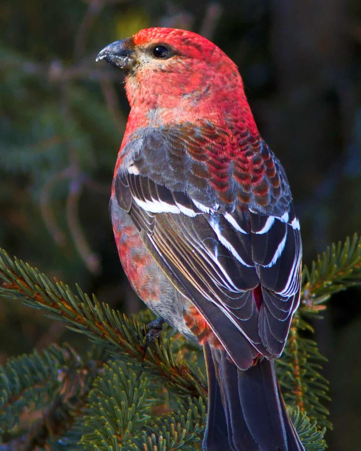 34 Black Birds With Red Heads - Bird Helpful