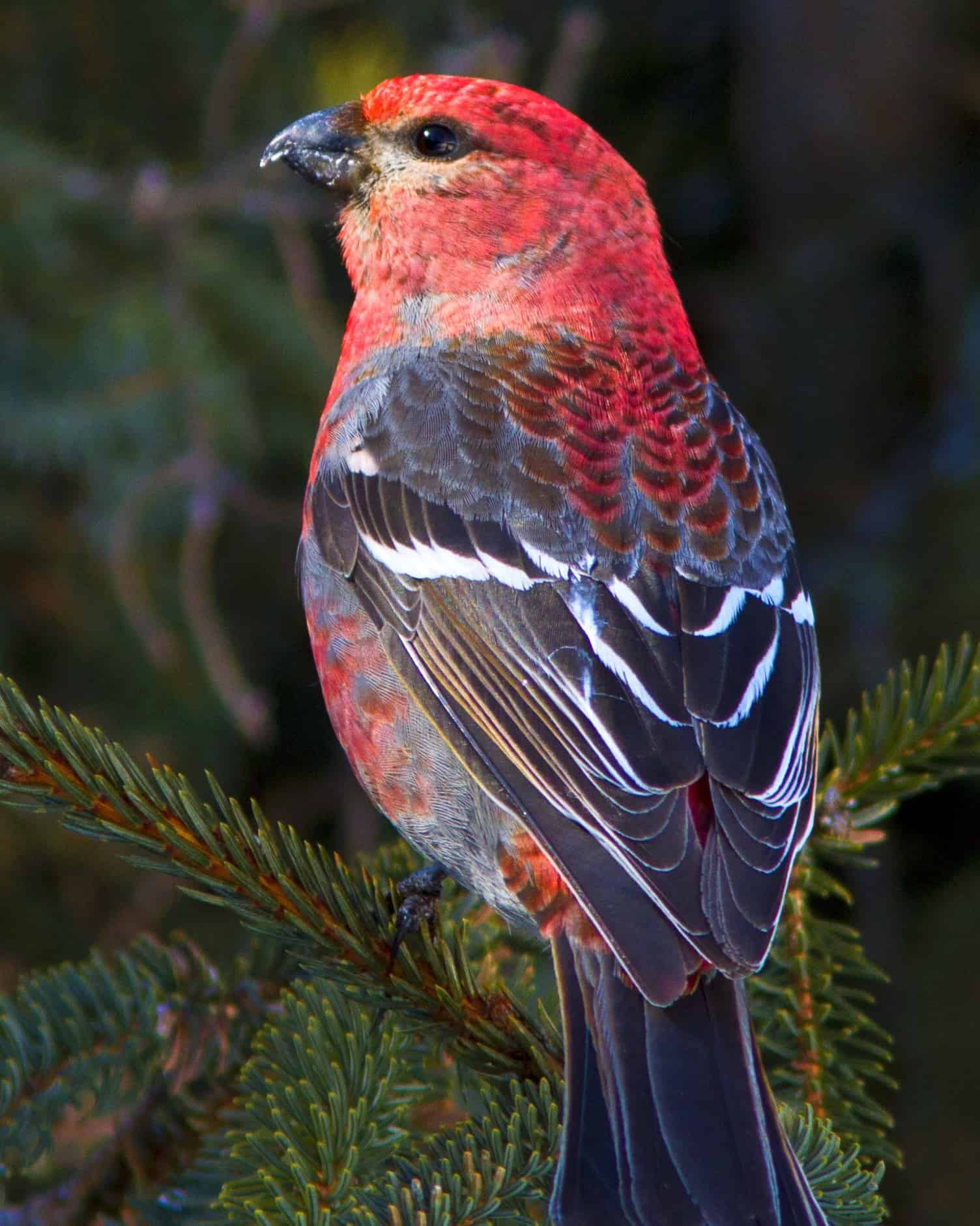34 Black Birds With Red Heads - Bird Helpful