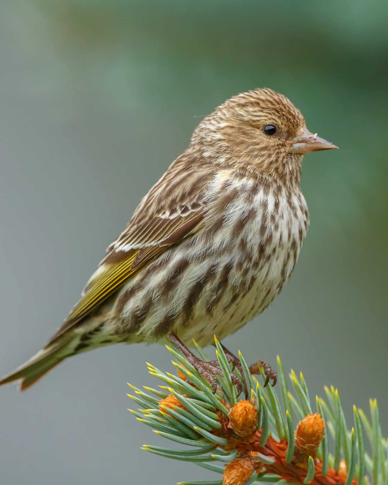 50 Small Brown Birds to Brighten Your Day