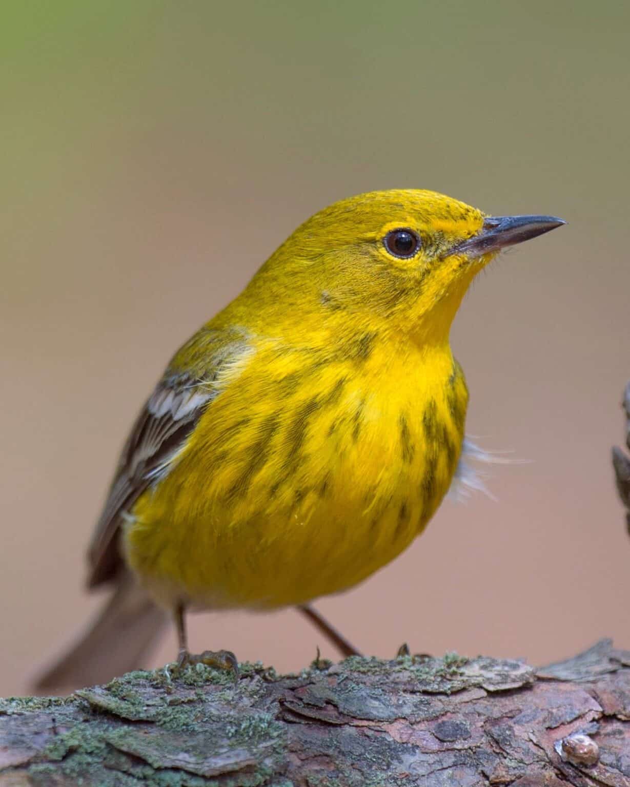 52 Yellow and Black Birds (With Pictures & ID Guide)
