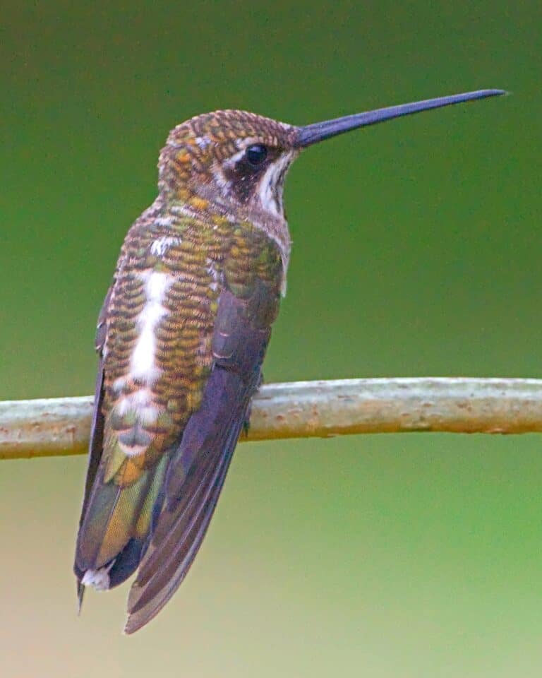 24 Small Birds With Long Beaks - Bird Helpful