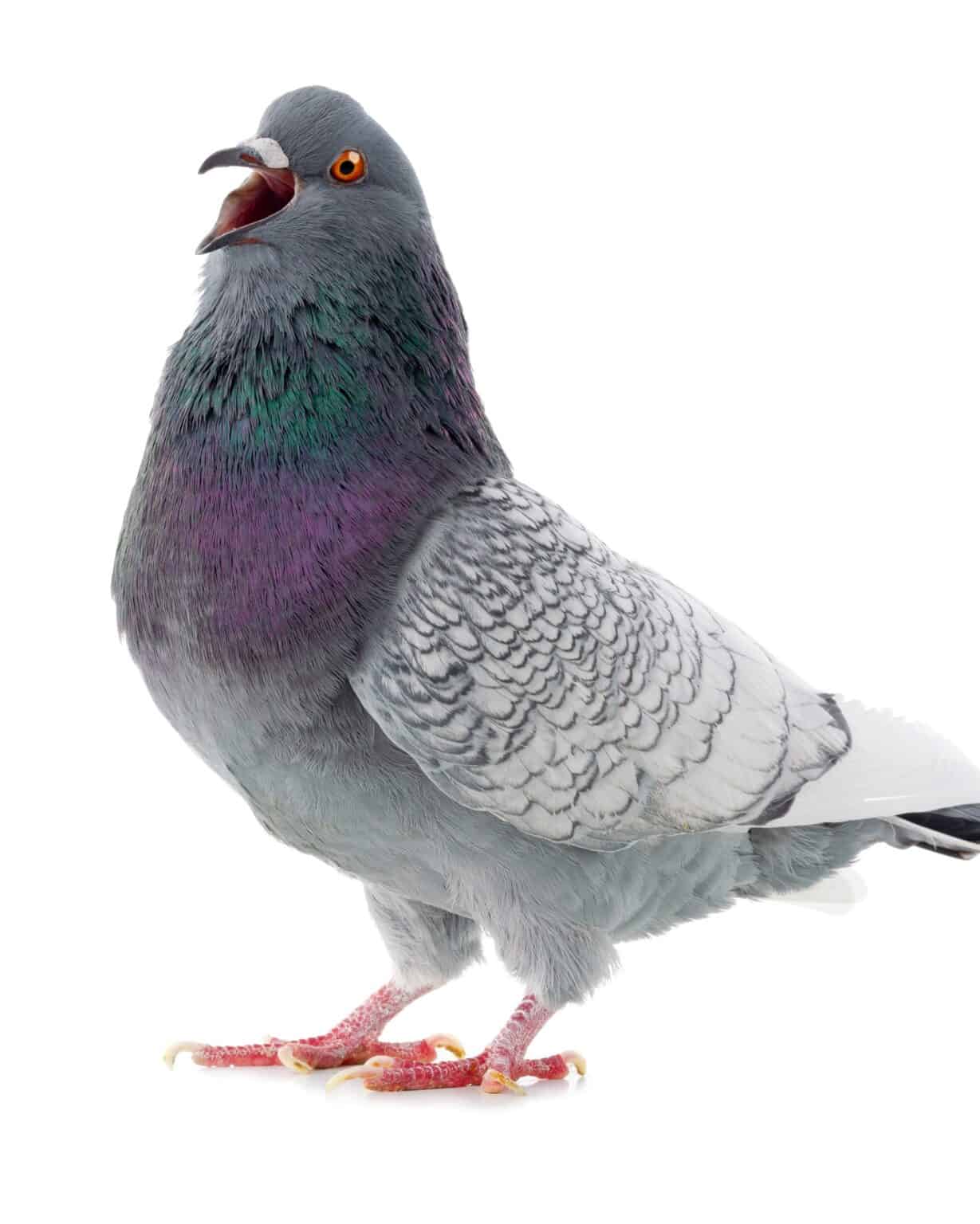 59 Different Types of Pigeons (With Pictures & Names)
