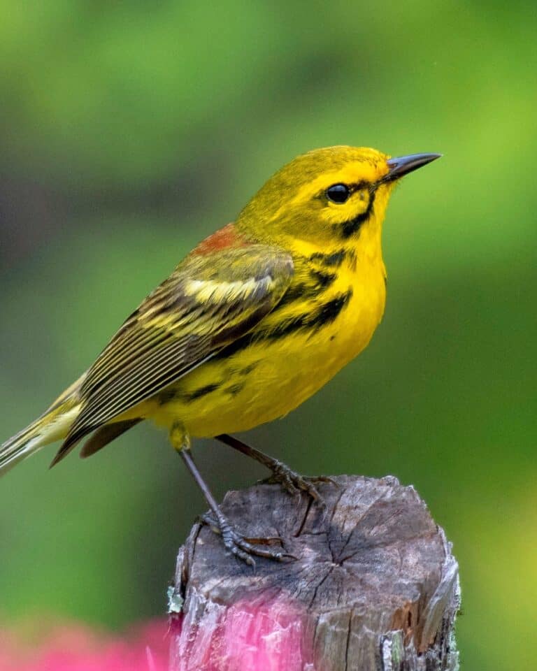 52 Yellow and Black Birds (With Pictures & ID Guide)