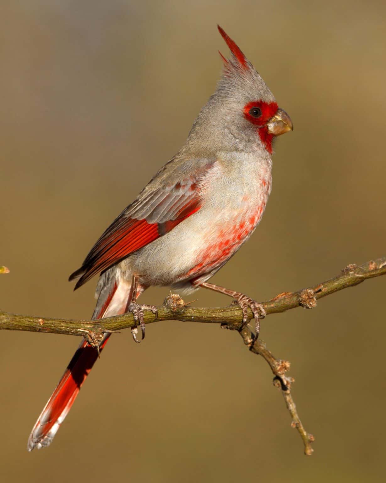 32 Species of Birds With Red Heads
