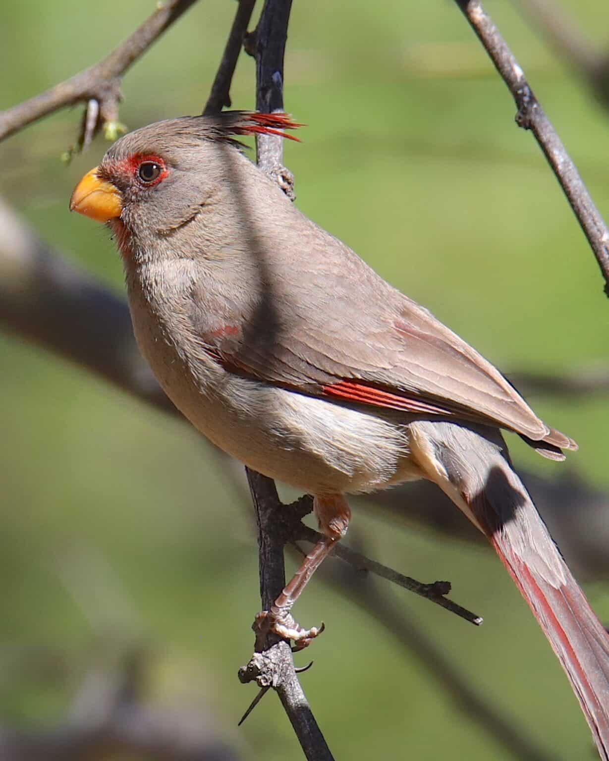 The Rare Blue Cardinal: Myth or Reality? - Bird Helpful