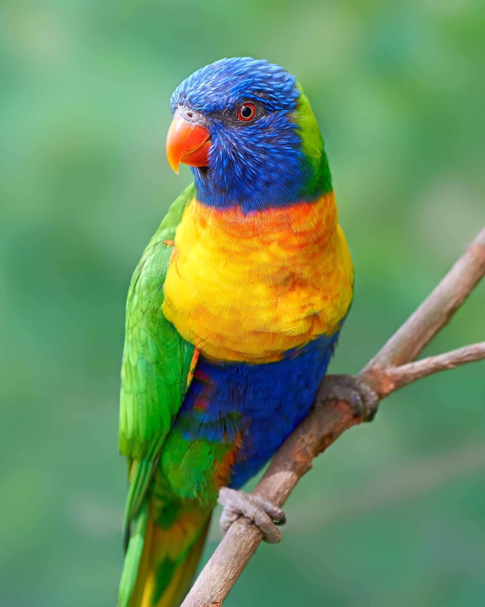 28 Amazing Blue Birds With Orange Chests
