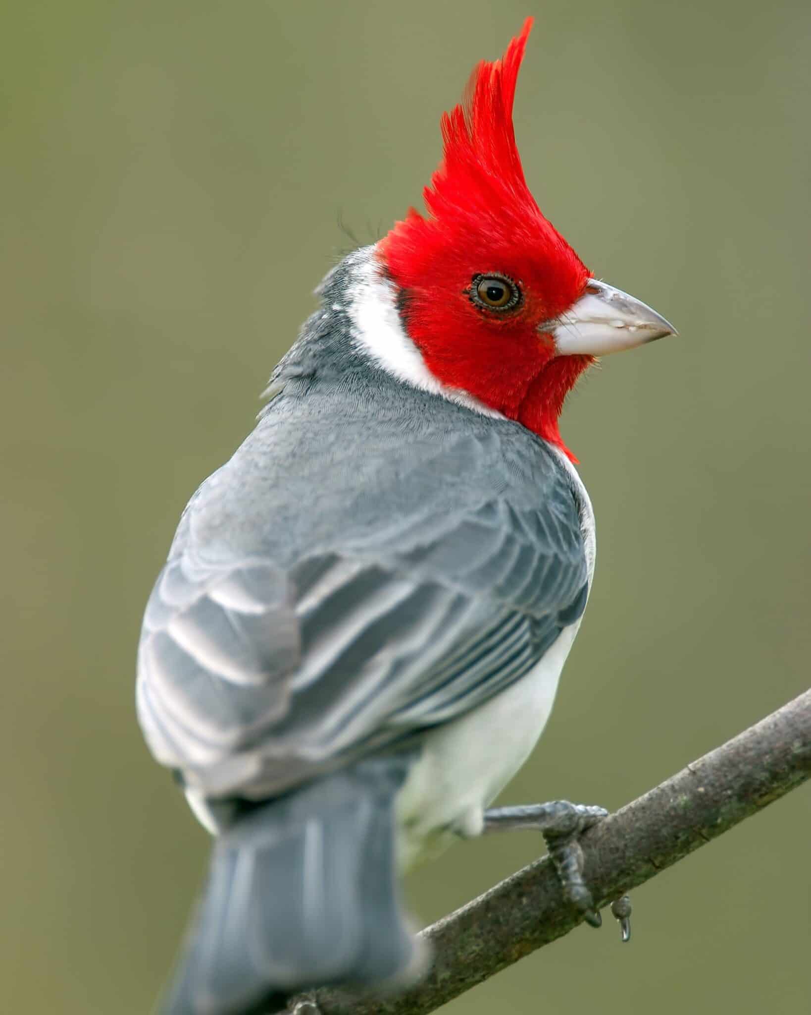 The Rare Blue Cardinal: Myth or Reality? - Bird Helpful