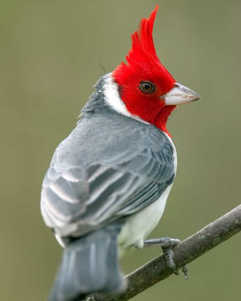 The Rare Blue Cardinal: Myth or Reality? - Bird Helpful