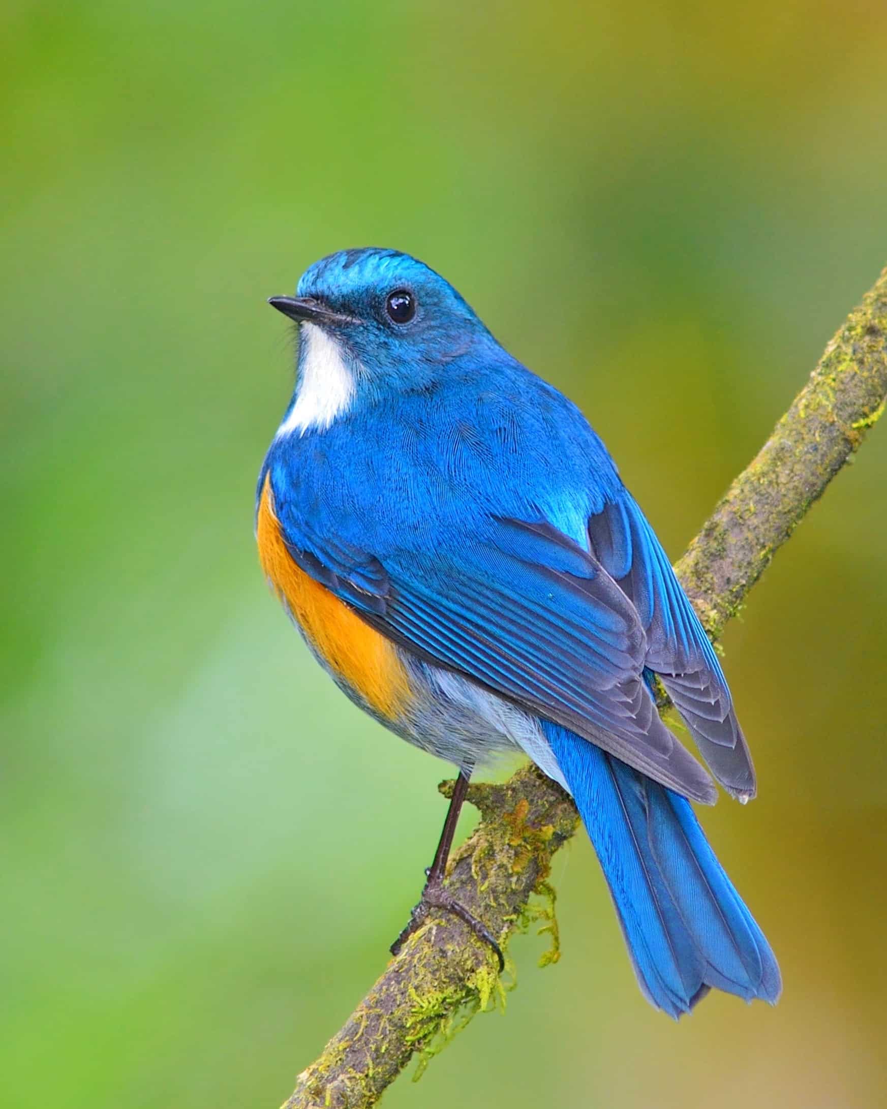 28 Amazing Blue Birds With Orange Chests