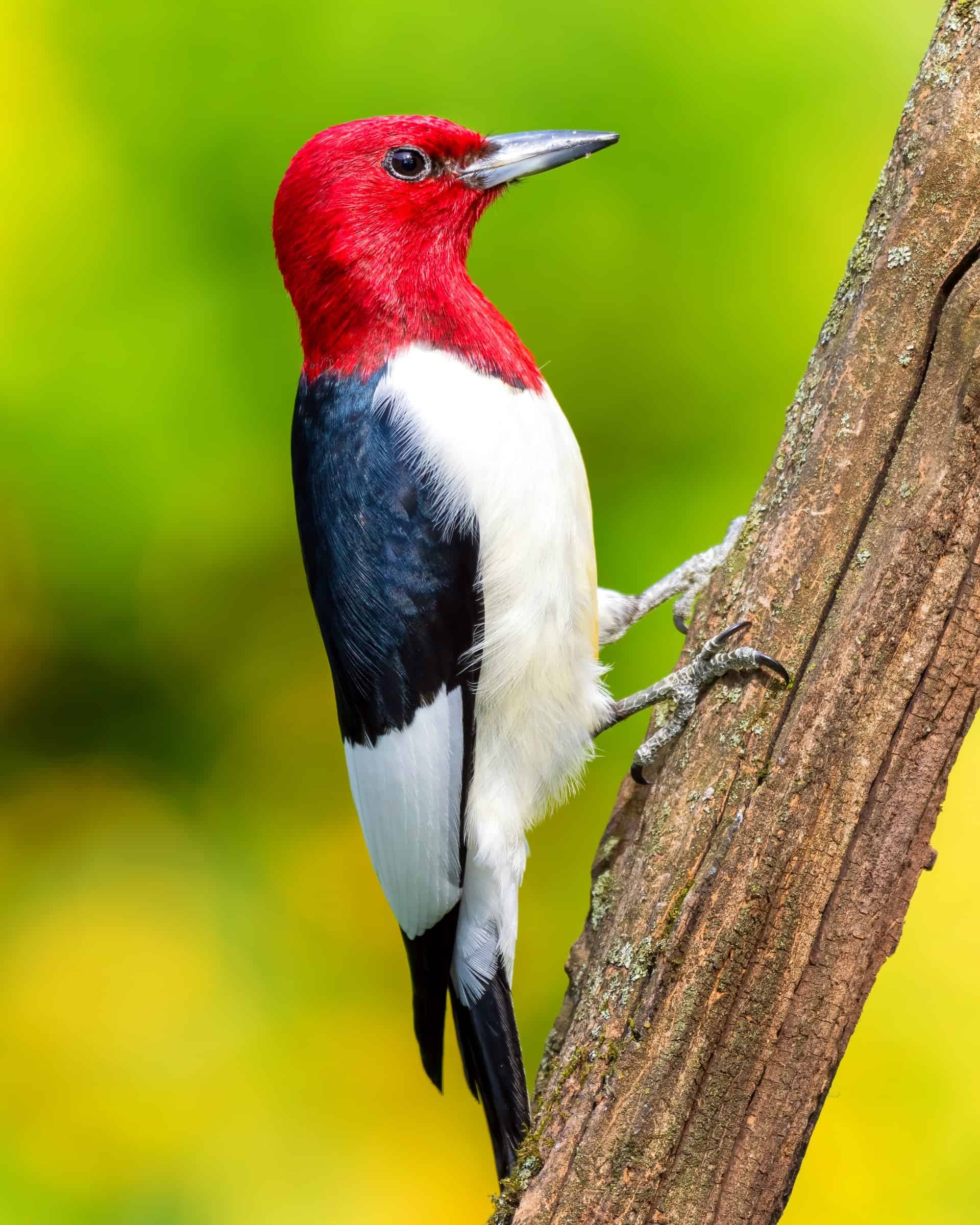 34 Black Birds With Red Heads - Bird Helpful