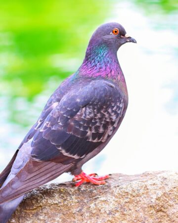 59 Different Types of Pigeons (With Pictures & Names)