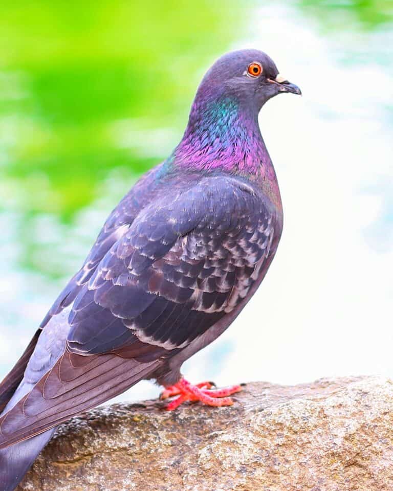 59 Different Types of Pigeons (With Pictures & Names)