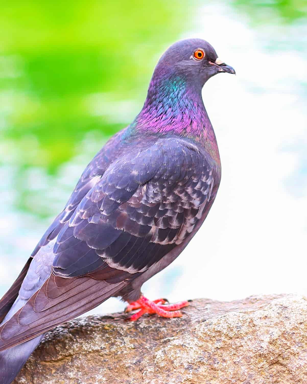 59 Different Types of Pigeons (With Pictures & Names)