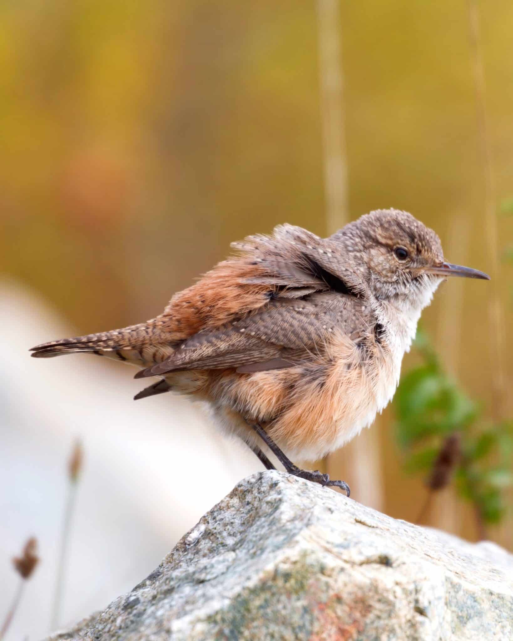 50 Small Brown Birds to Brighten Your Day
