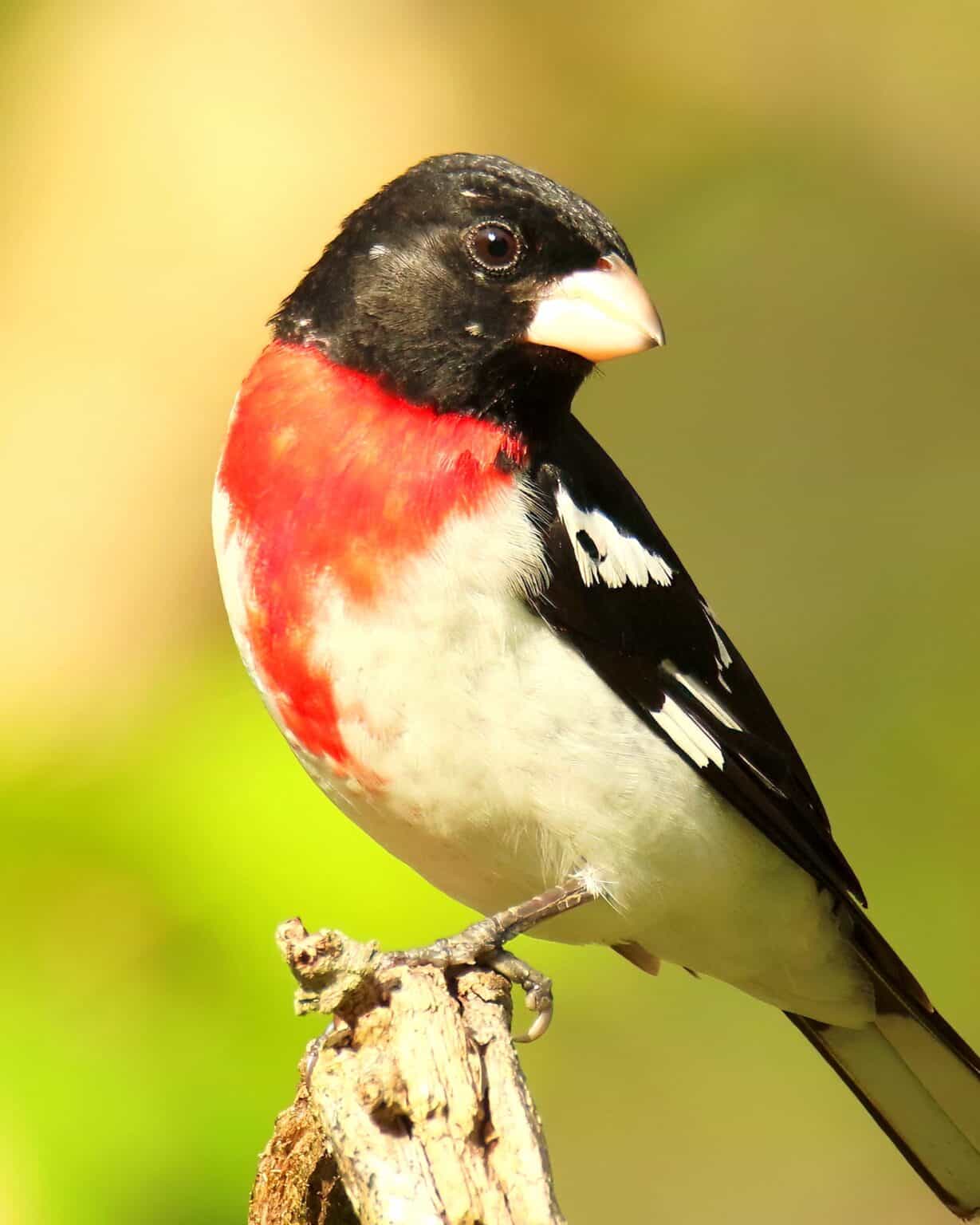 35 Birds With White Stripes on Wings