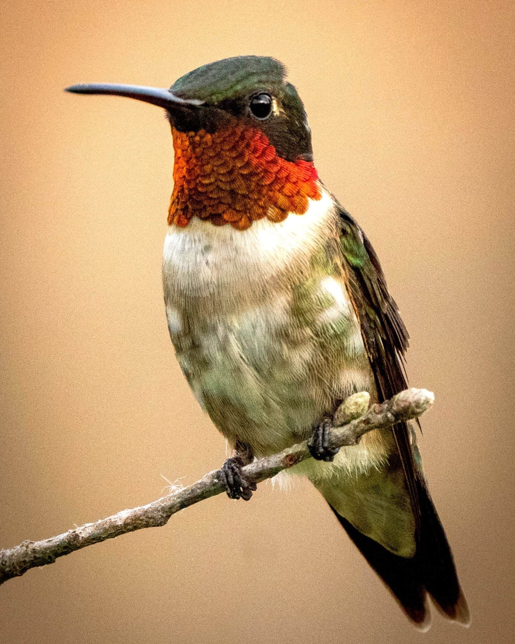 34 Black Birds With Red Heads - Bird Helpful