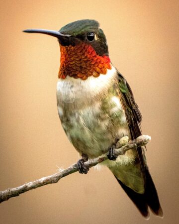 34 Black Birds With Red Heads - Bird Helpful