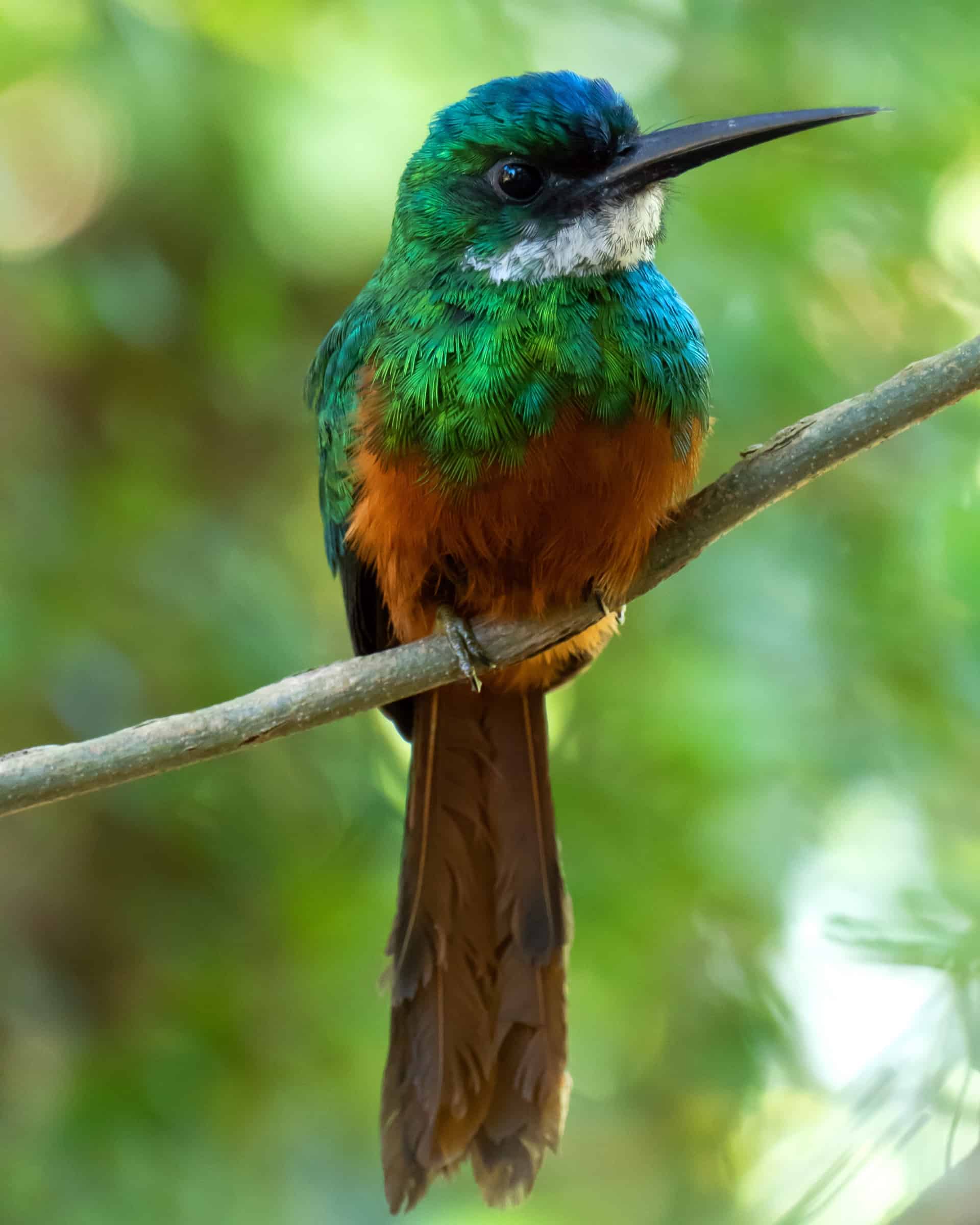 24 Small Birds With Long Beaks - Bird Helpful