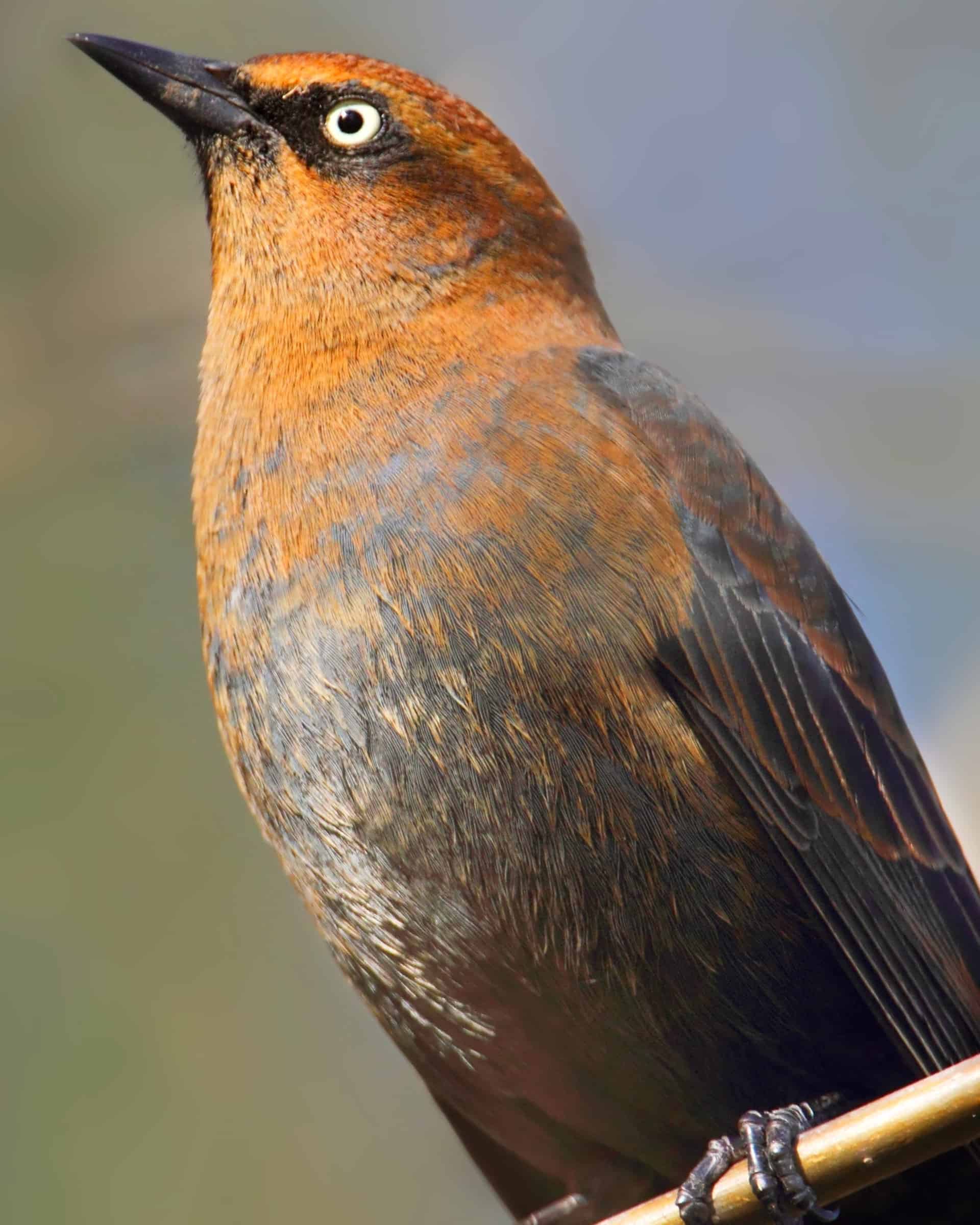 49 Birds With Orange Chests - Bird Helpful