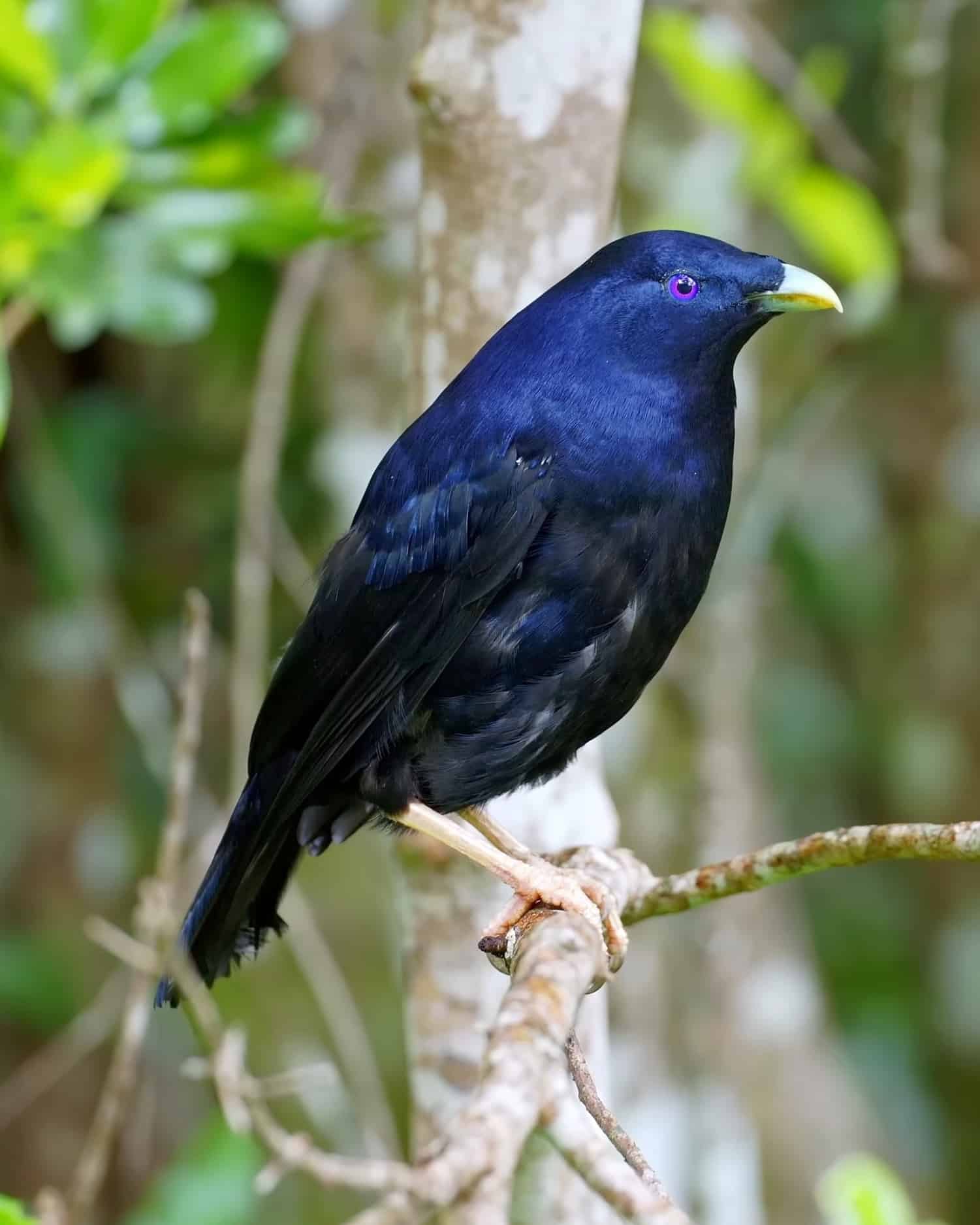 23 Unique Black Birds With Blue Heads