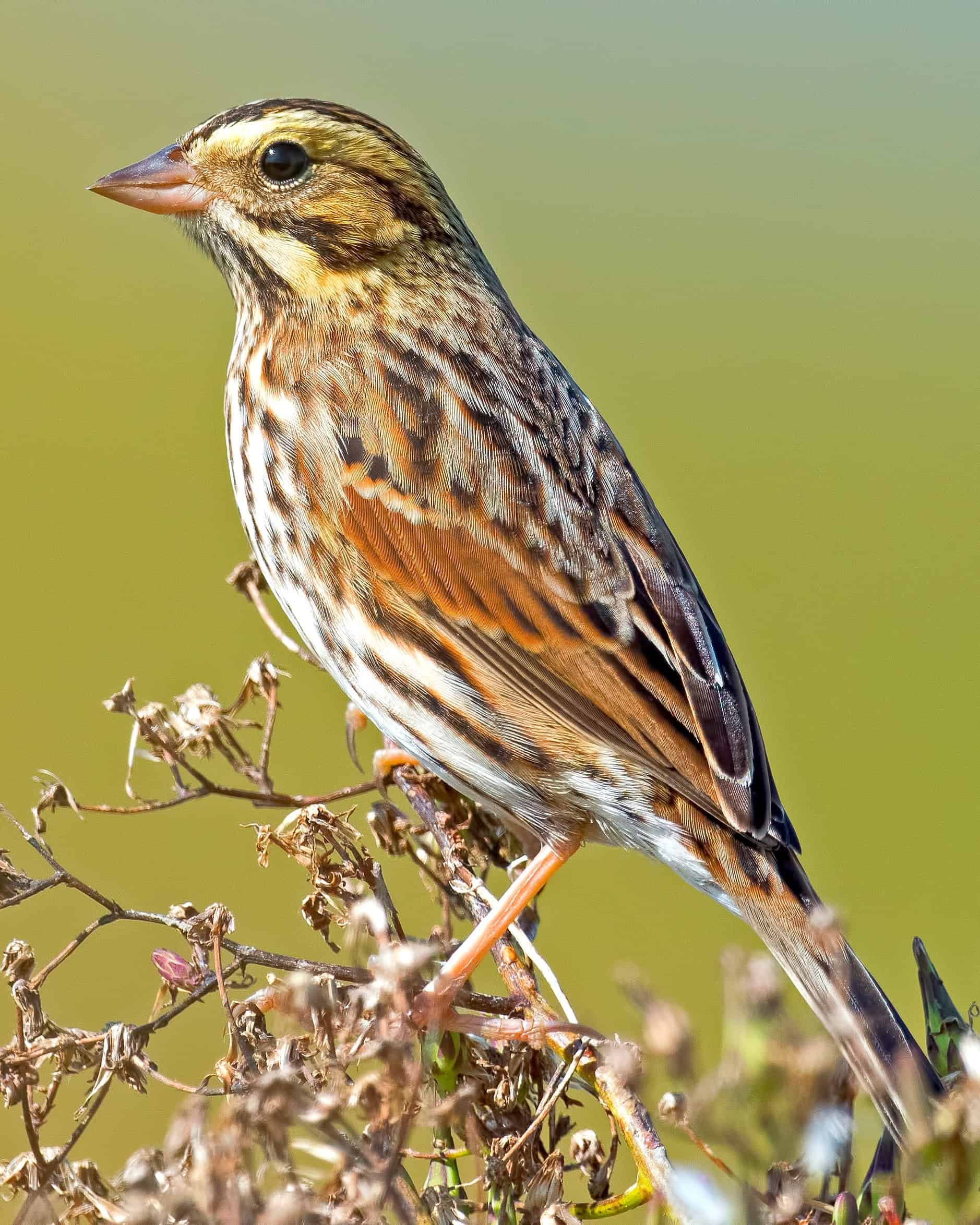 50 Small Brown Birds to Brighten Your Day