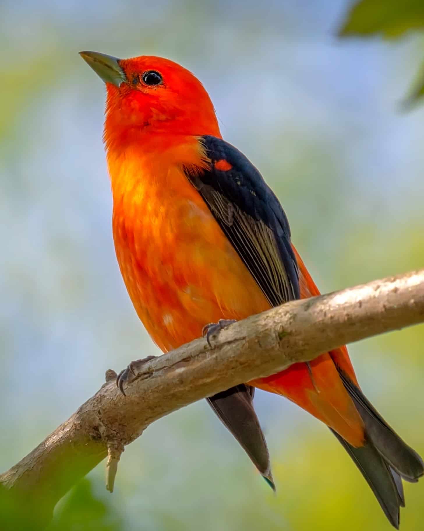 49 Birds With Orange Chests (With Pictures) - Bird Helpful