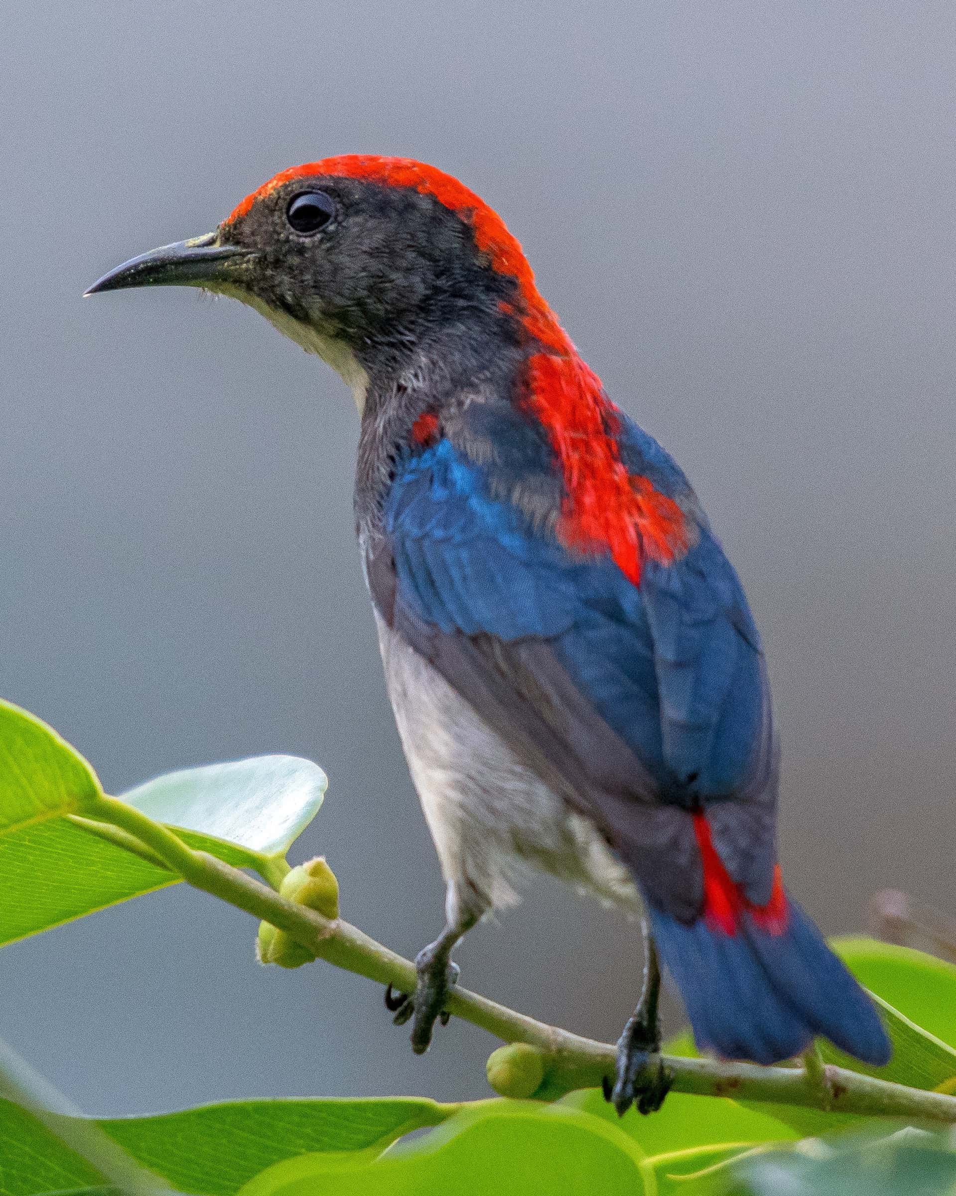 34 Black Birds With Red Heads - Bird Helpful