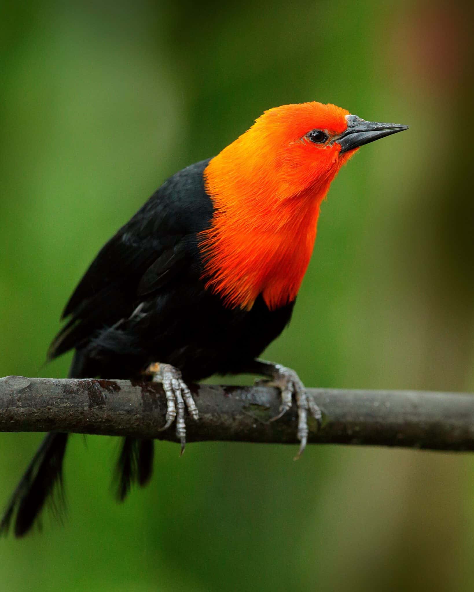 34 Black Birds With Red Heads - Bird Helpful