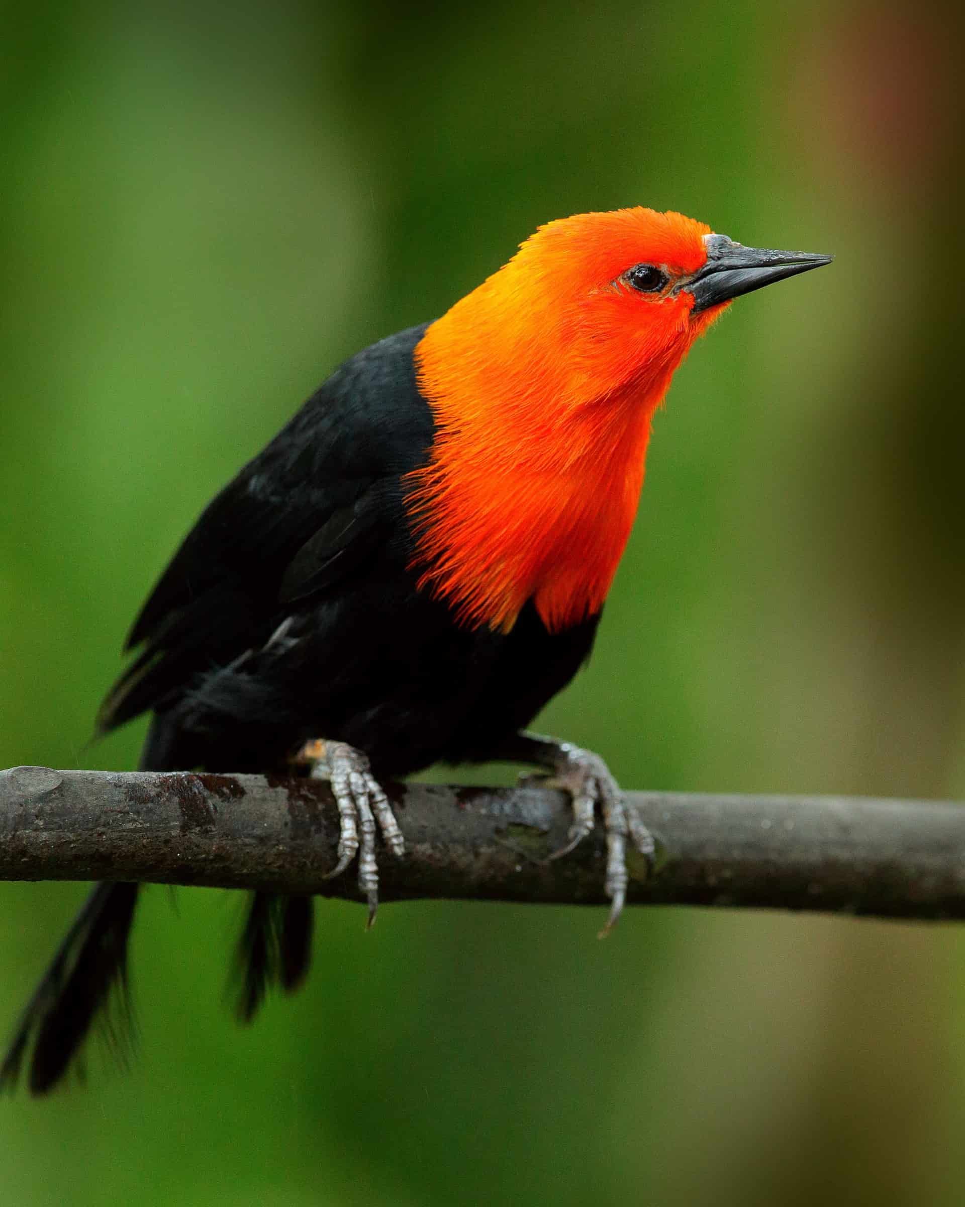 34 Black Birds With Red Heads - Bird Helpful