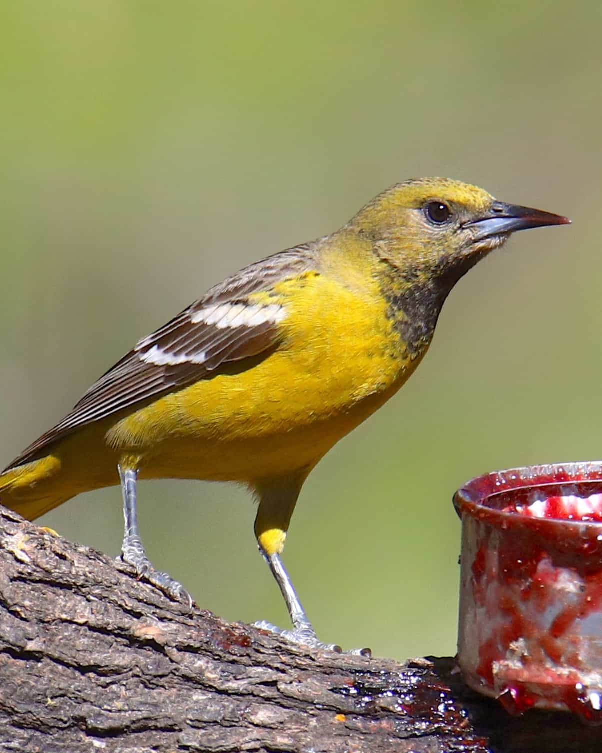 52 Yellow and Black Birds (With Pictures & ID Guide)