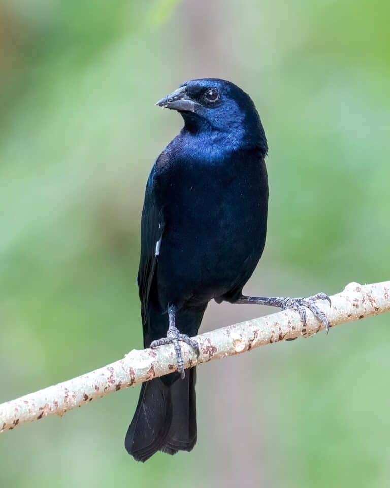 23 Unique Black Birds With Blue Heads