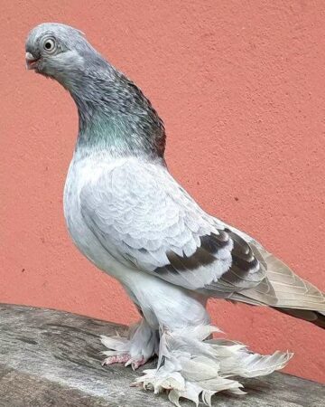 59 Different Types of Pigeons (With Pictures & Names)