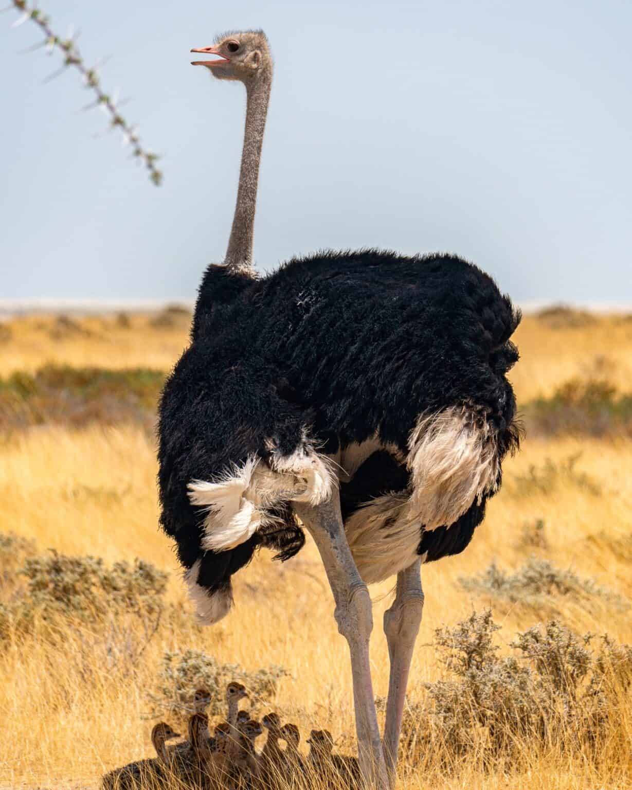 What Is a Baby Ostrich Called? (Facts & Pictures!)