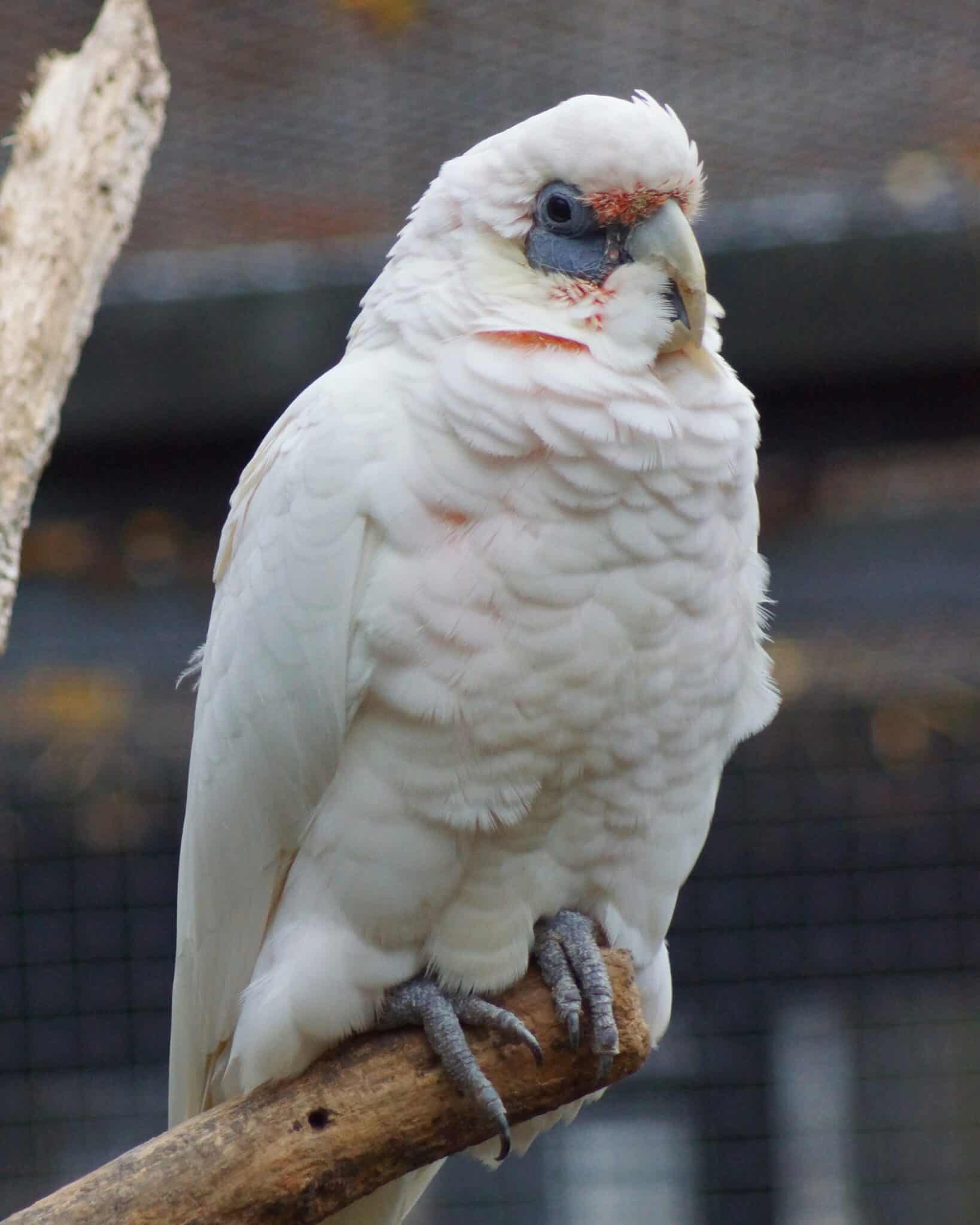 How Much Does a Cockatoo Cost? (2025 Updated)