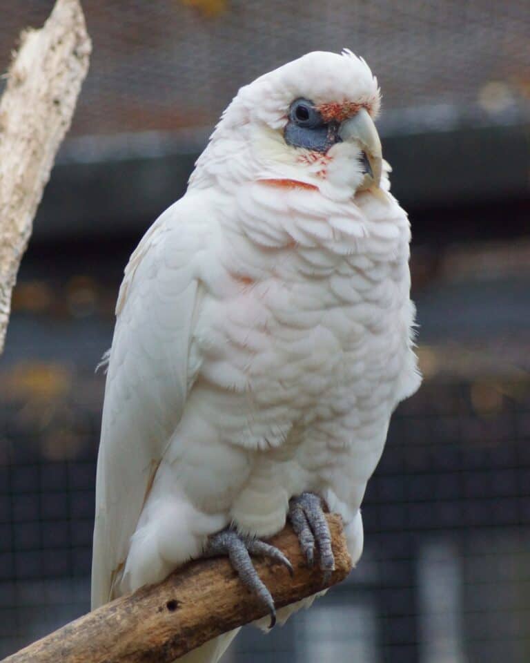 How Much Does a Cockatoo Cost? (2026 Updated)
