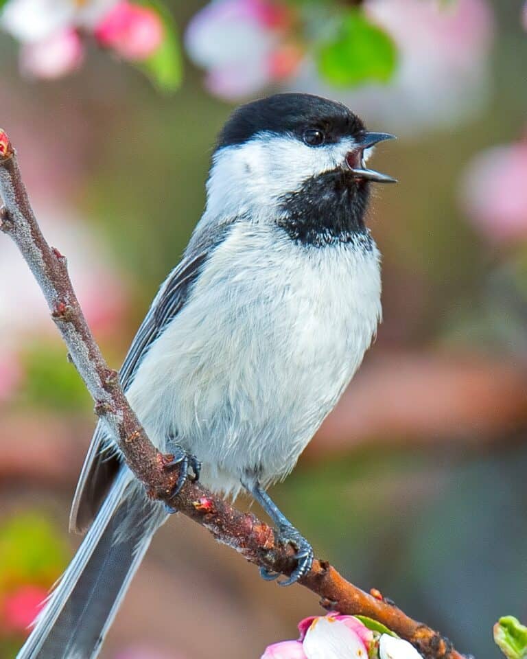40 Small Black and White Birds - Bird Helpful