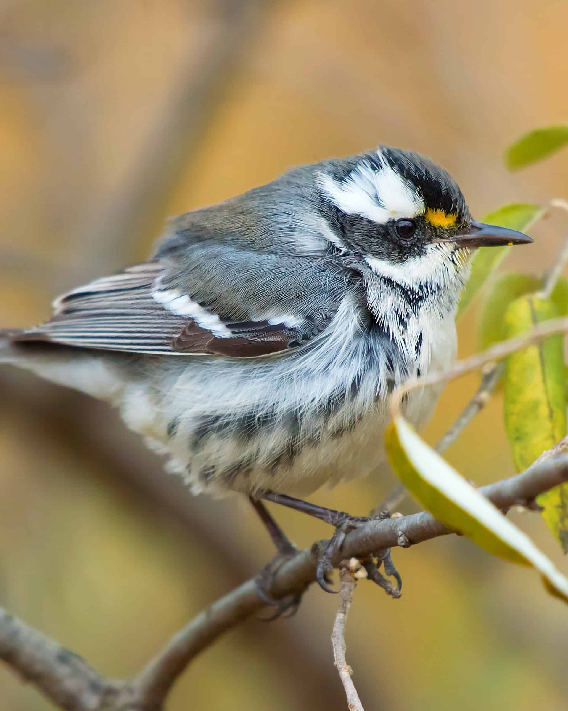 40 Small Black and White Birds - Bird Helpful