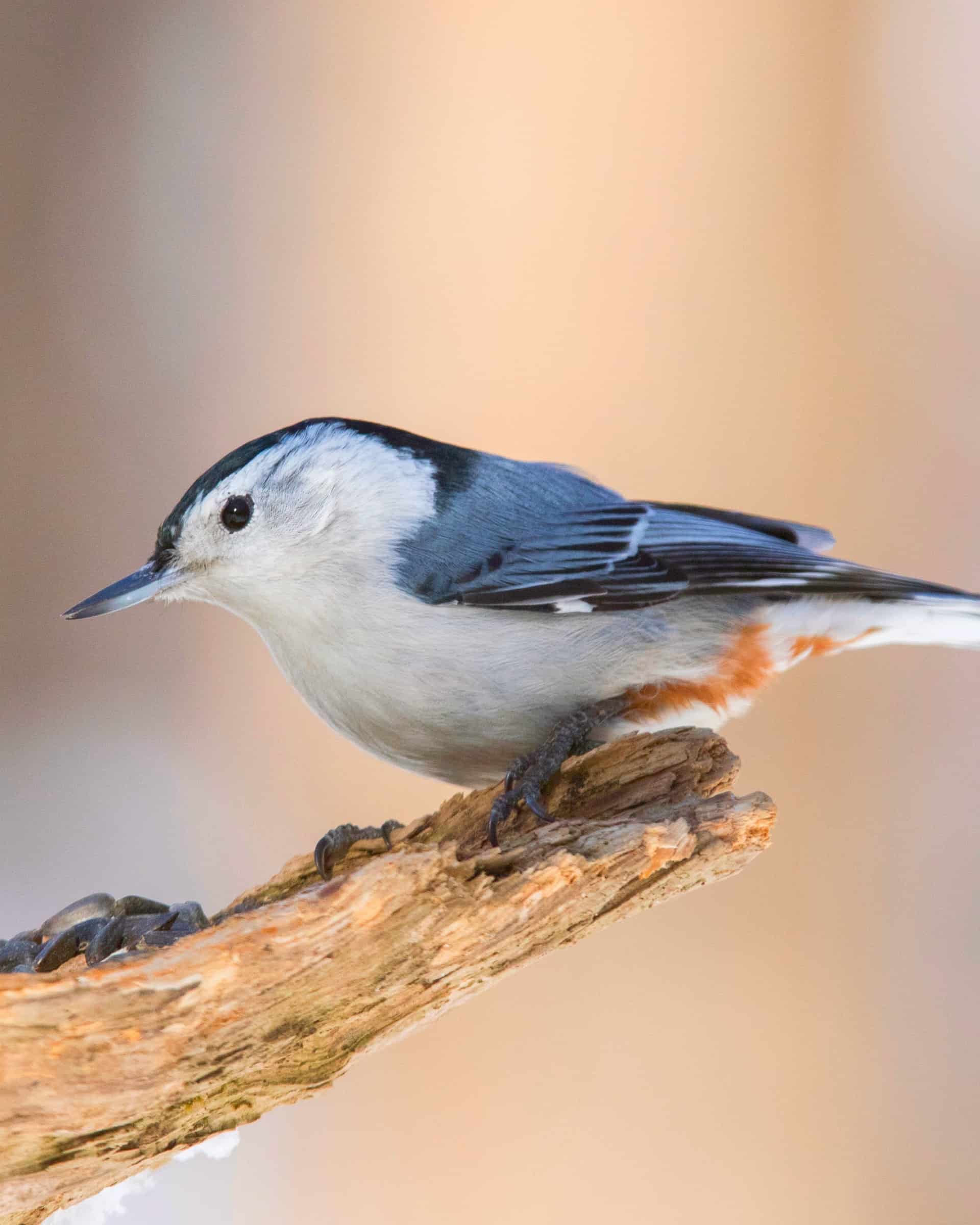 40 Small Black and White Birds - Bird Helpful