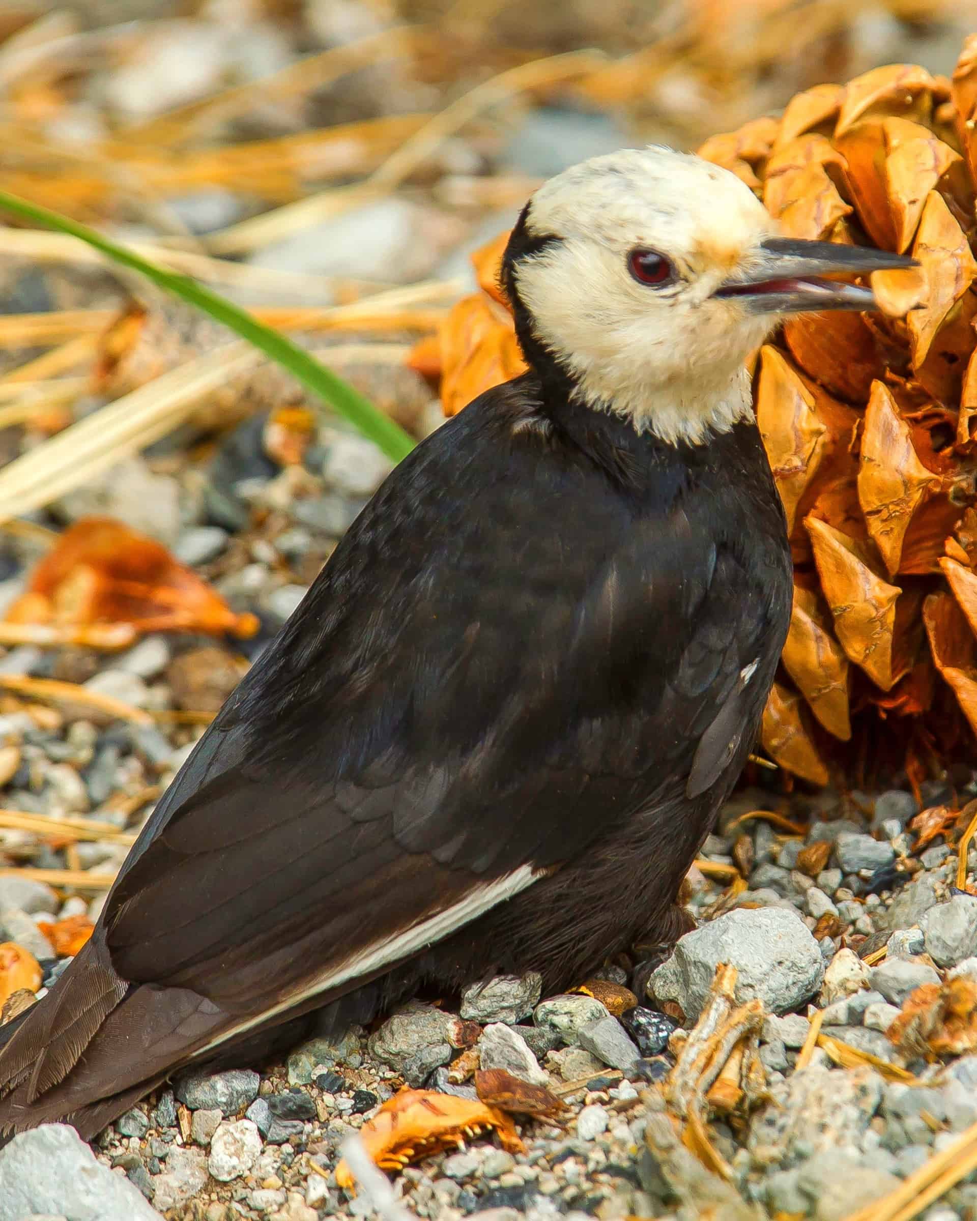 40 Small Black and White Birds - Bird Helpful