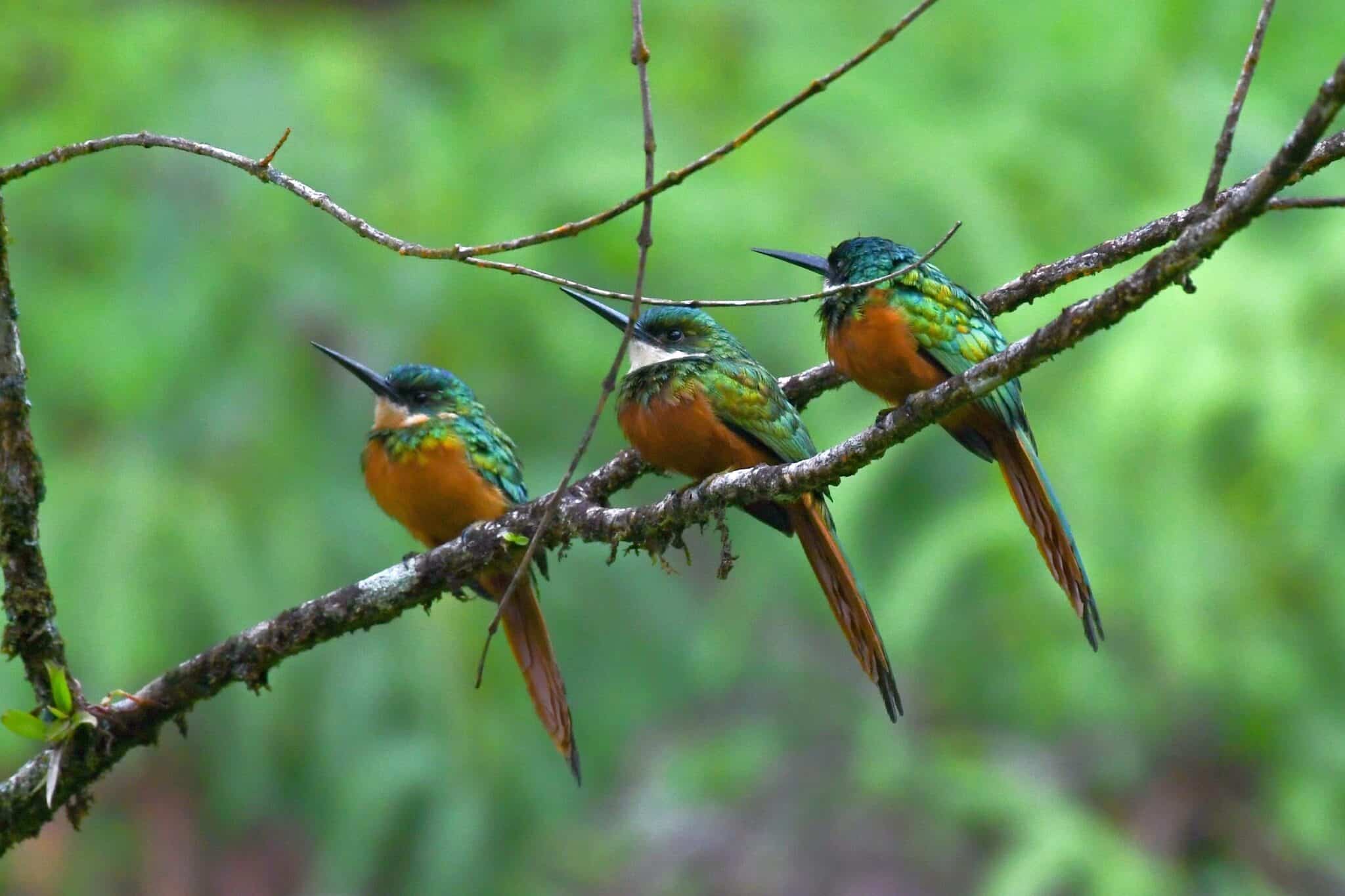 24 Small Birds With Long Beaks - Bird Helpful