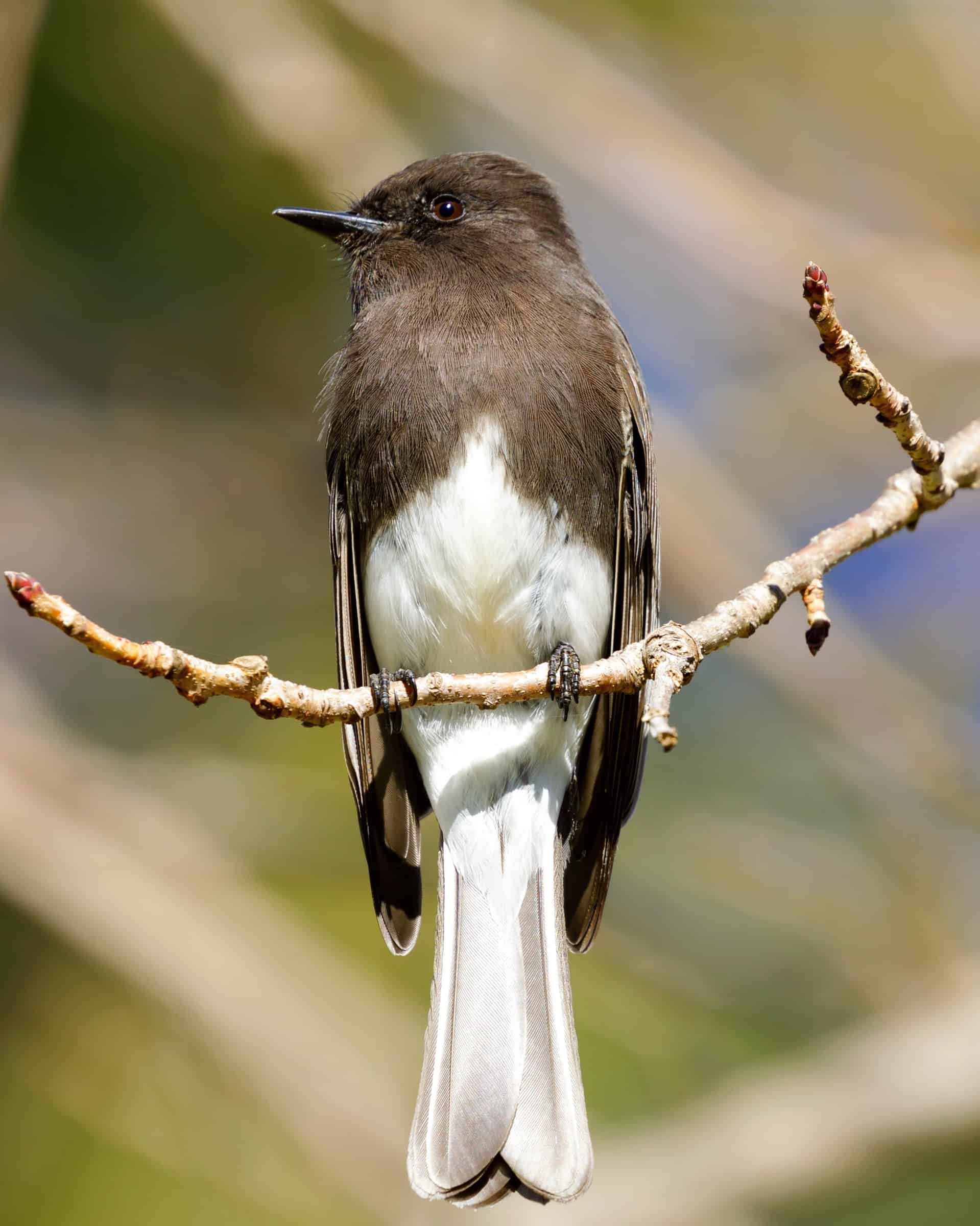 40 Small Black and White Birds - Bird Helpful