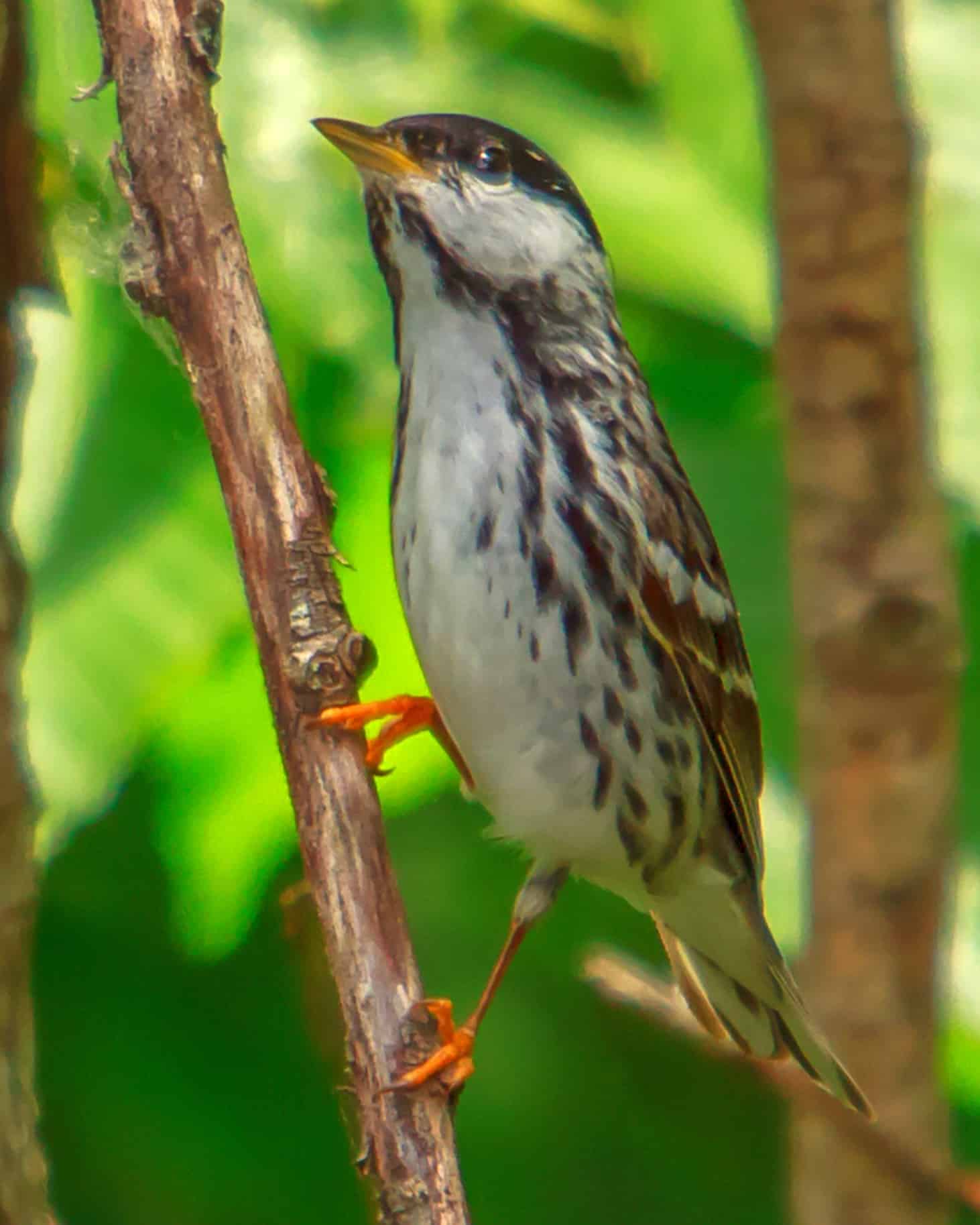40 Small Black and White Birds - Bird Helpful