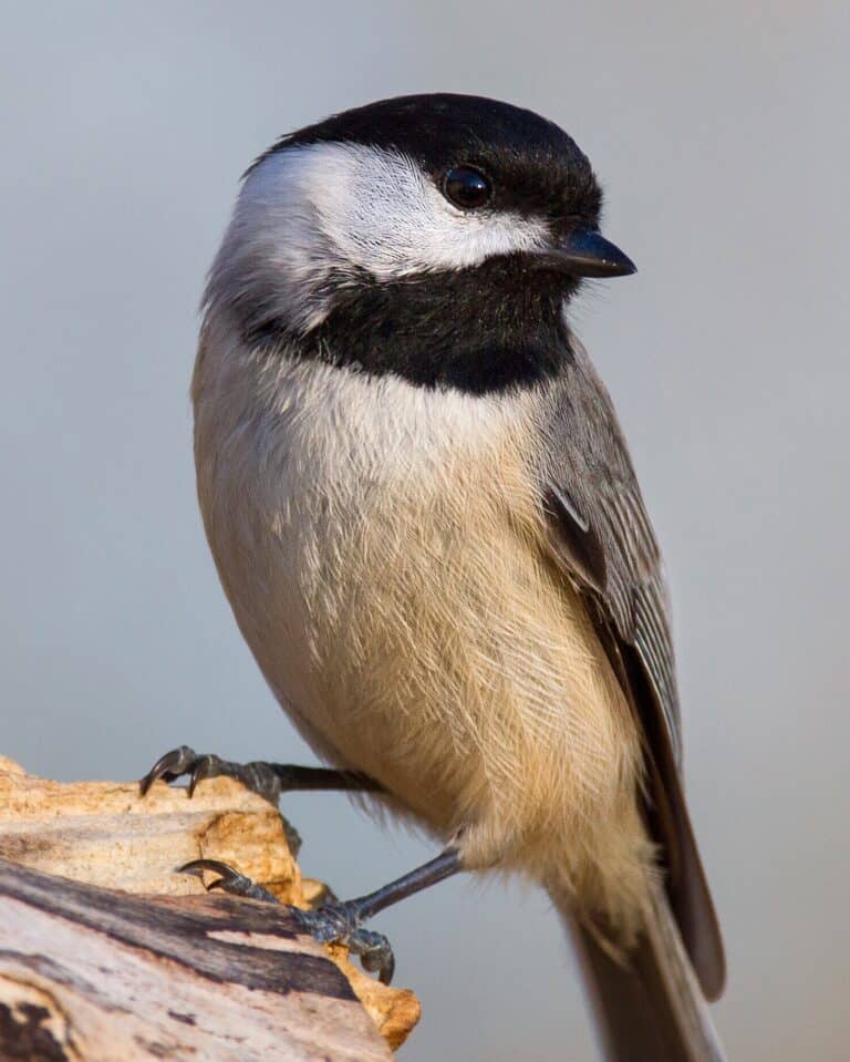 40 Small Black and White Birds - Bird Helpful