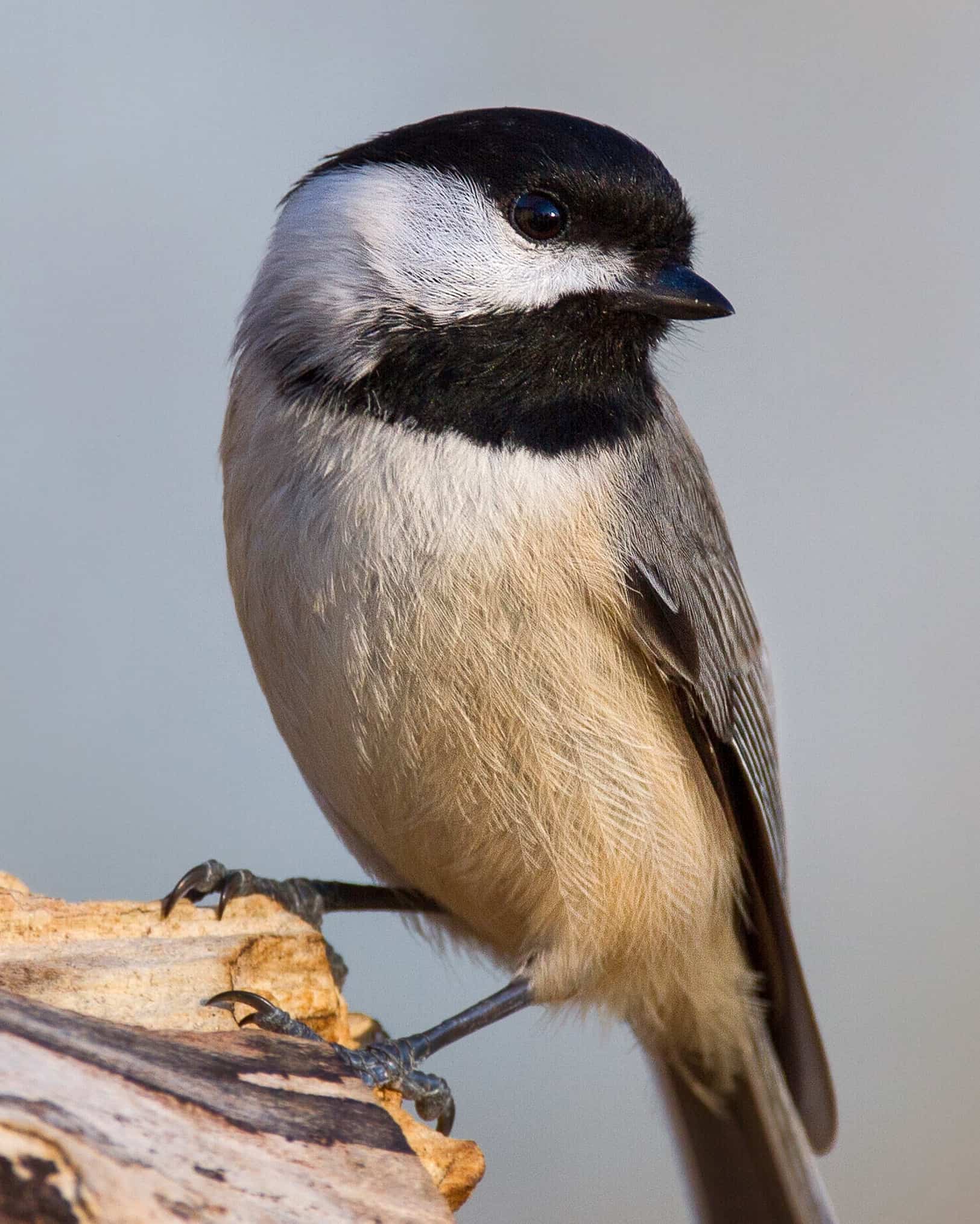 40 Small Black and White Birds - Bird Helpful