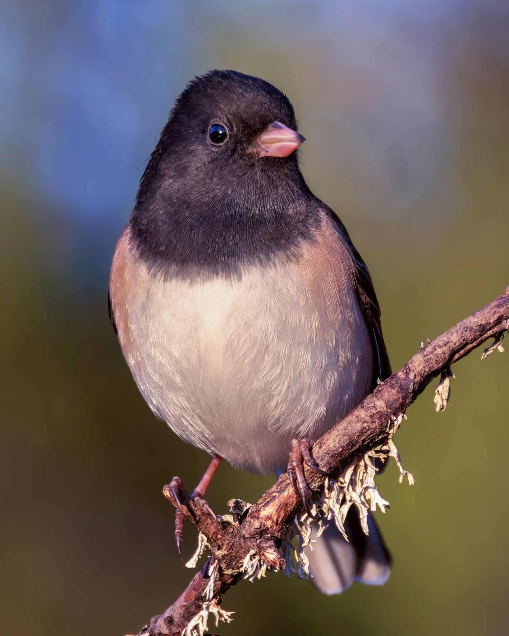 40 Small Black and White Birds - Bird Helpful