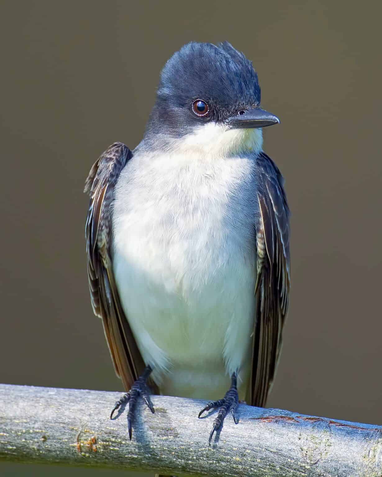 40 Small Black and White Birds - Bird Helpful