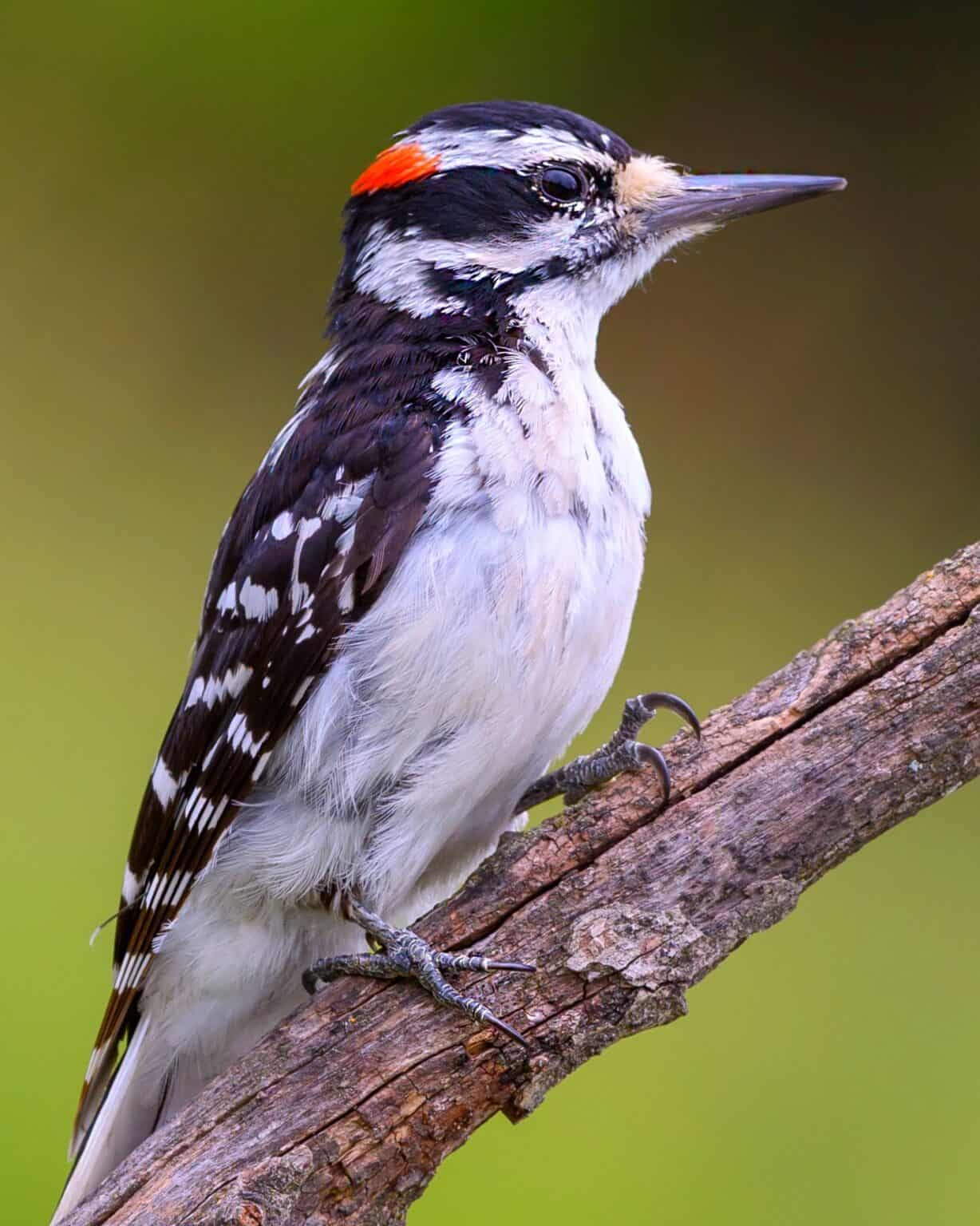 40 Small Black and White Birds - Bird Helpful
