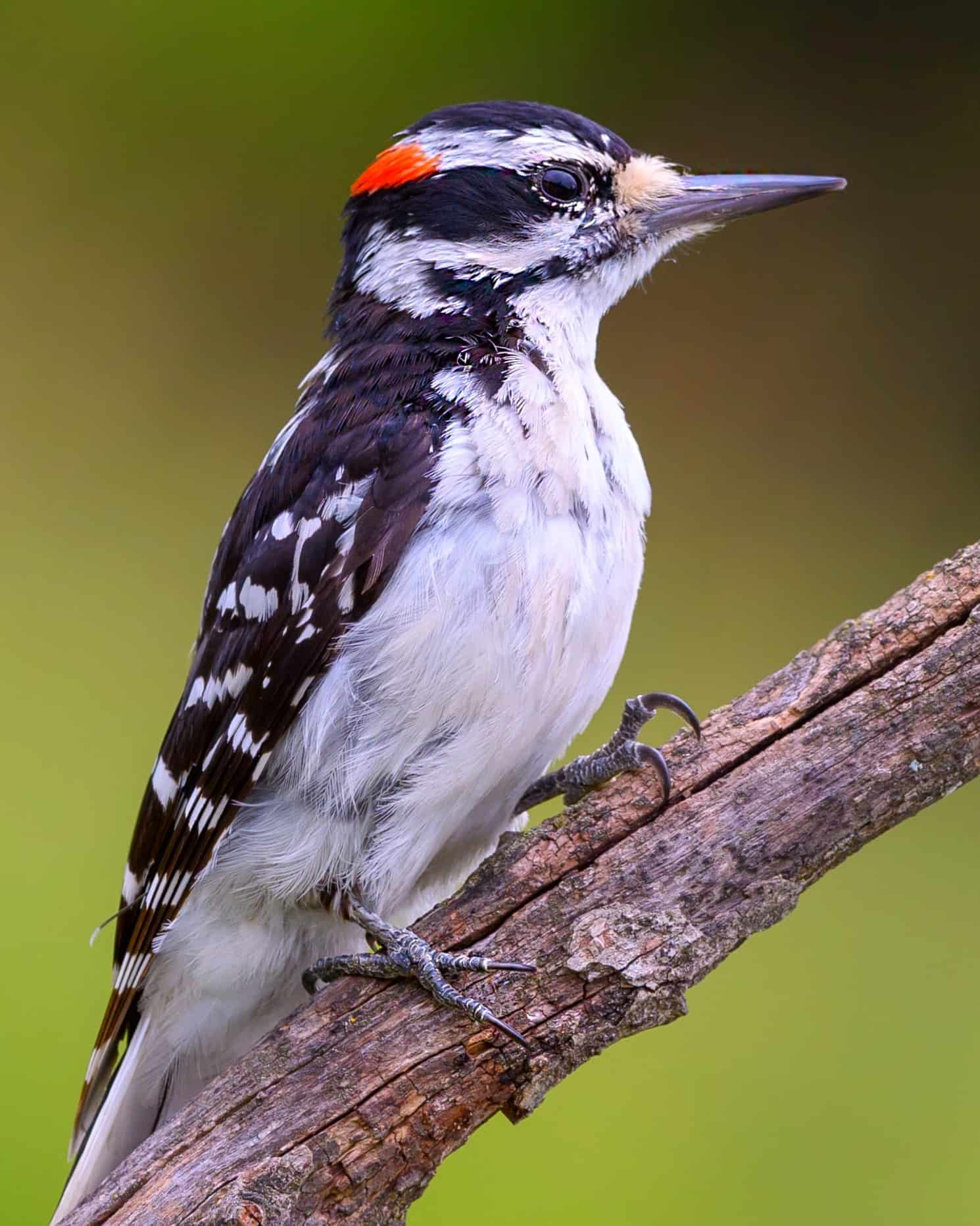 40 Small Black and White Birds - Bird Helpful