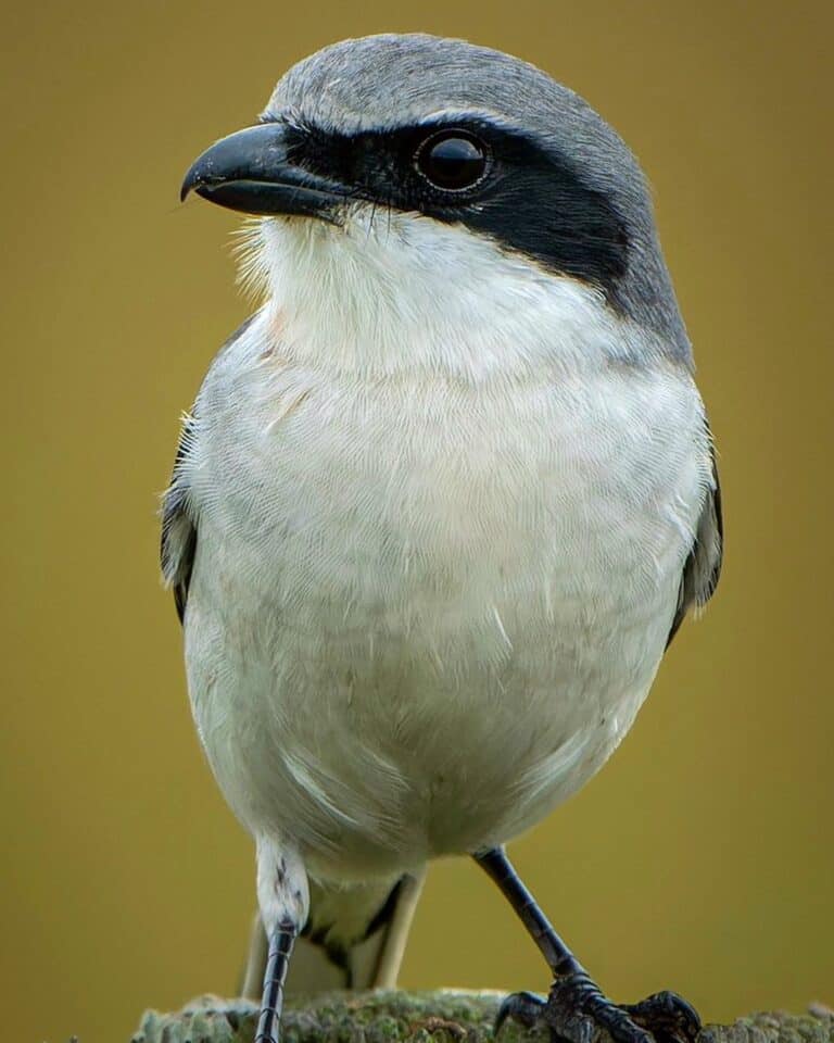 40 Small Black and White Birds - Bird Helpful