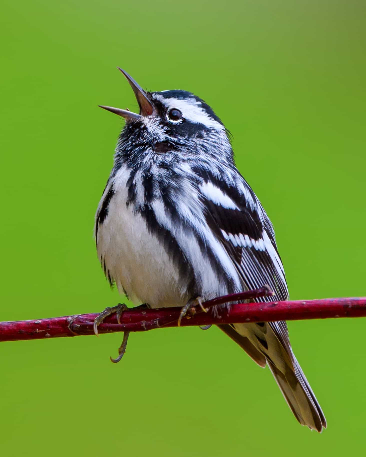 40 Small Black and White Birds - Bird Helpful